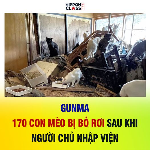 GUNMA – 170 CON MÈO BỊ BỎ RƠI SAU KHI NGƯỜI CHỦ NHẬP VIỆN