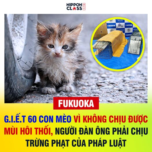 G.I.Ế.T 60 CON MÈO VÌ KHÔNG CHỊU ĐƯỢC MÙI HÔI THỐI, NGƯỜI ĐÀN ÔNG PHẢI ...